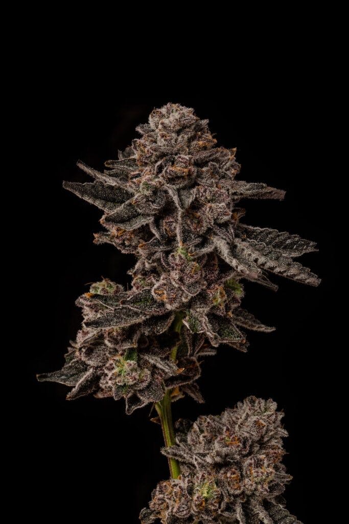 The world’s best cannabis seeds and clones to grow in 2023 | Leafly