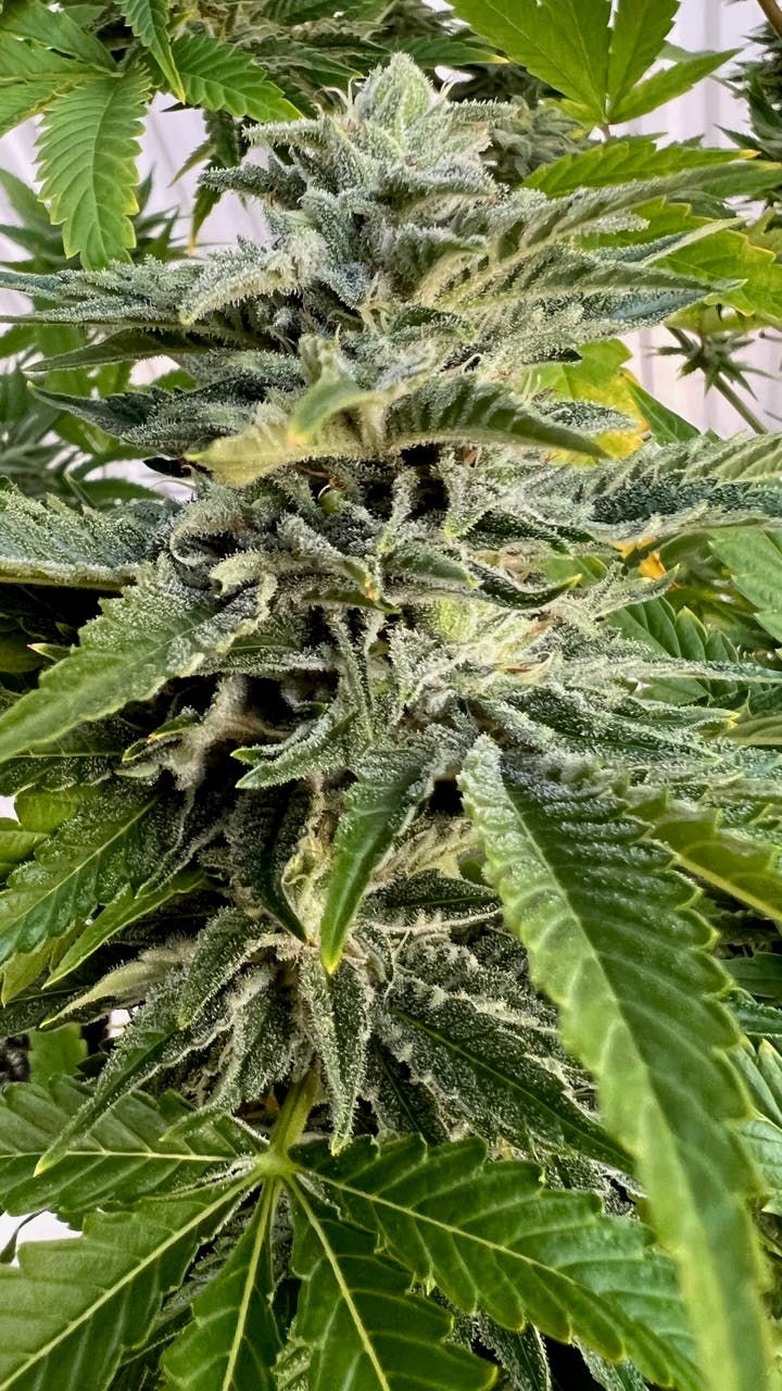 The world’s best cannabis seeds and clones to grow in 2023 | Leafly