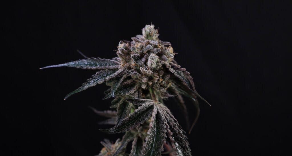 The world’s best cannabis seeds and clones to grow in 2023 | Leafly