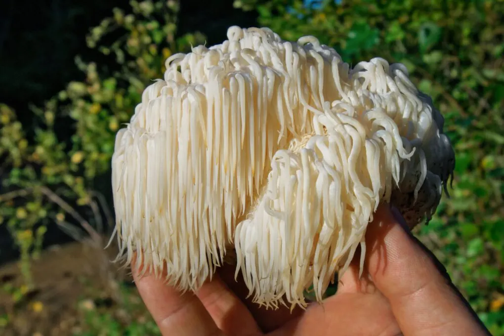 What is lion’s mane, aka the smart mushroom? | Leafly