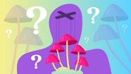 Are Magic Mushrooms Addictive Leafly Are Magic Mushrooms Addictive Leafly