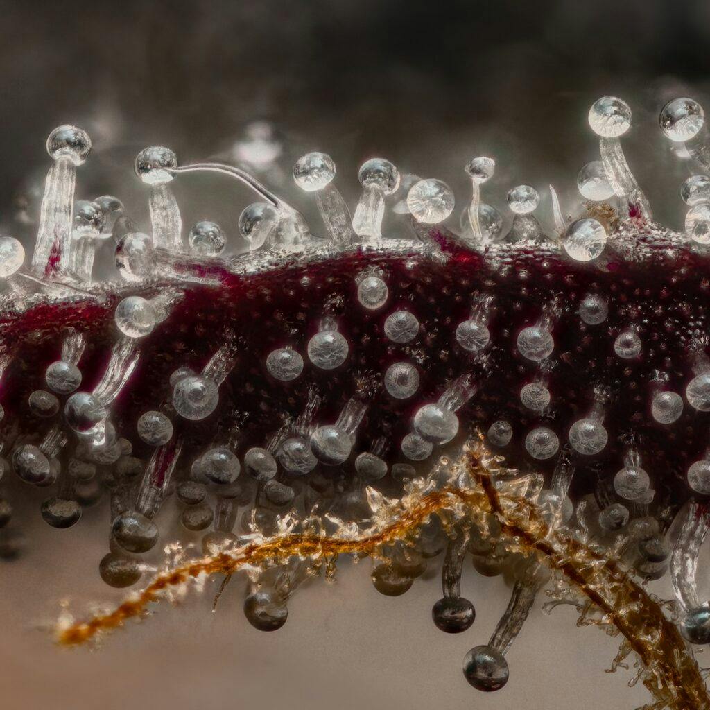 April 2023 Leafly HighLight: Tropicana Cookies strain | Leafly