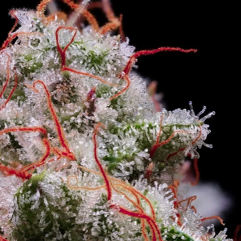 11 best weed strains for sex: 2024 edition | Leafly