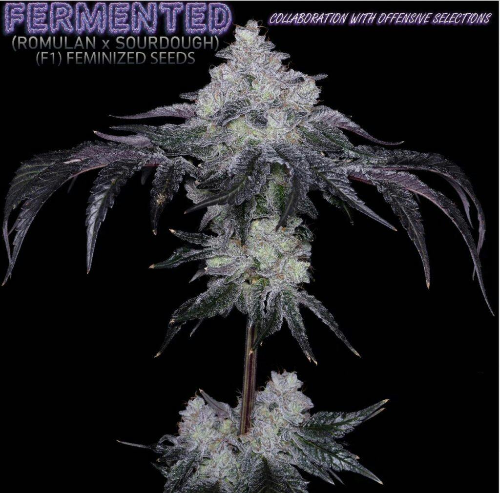 Seed Junky amps up 2023's Permanent Marker strain wave | Leafly