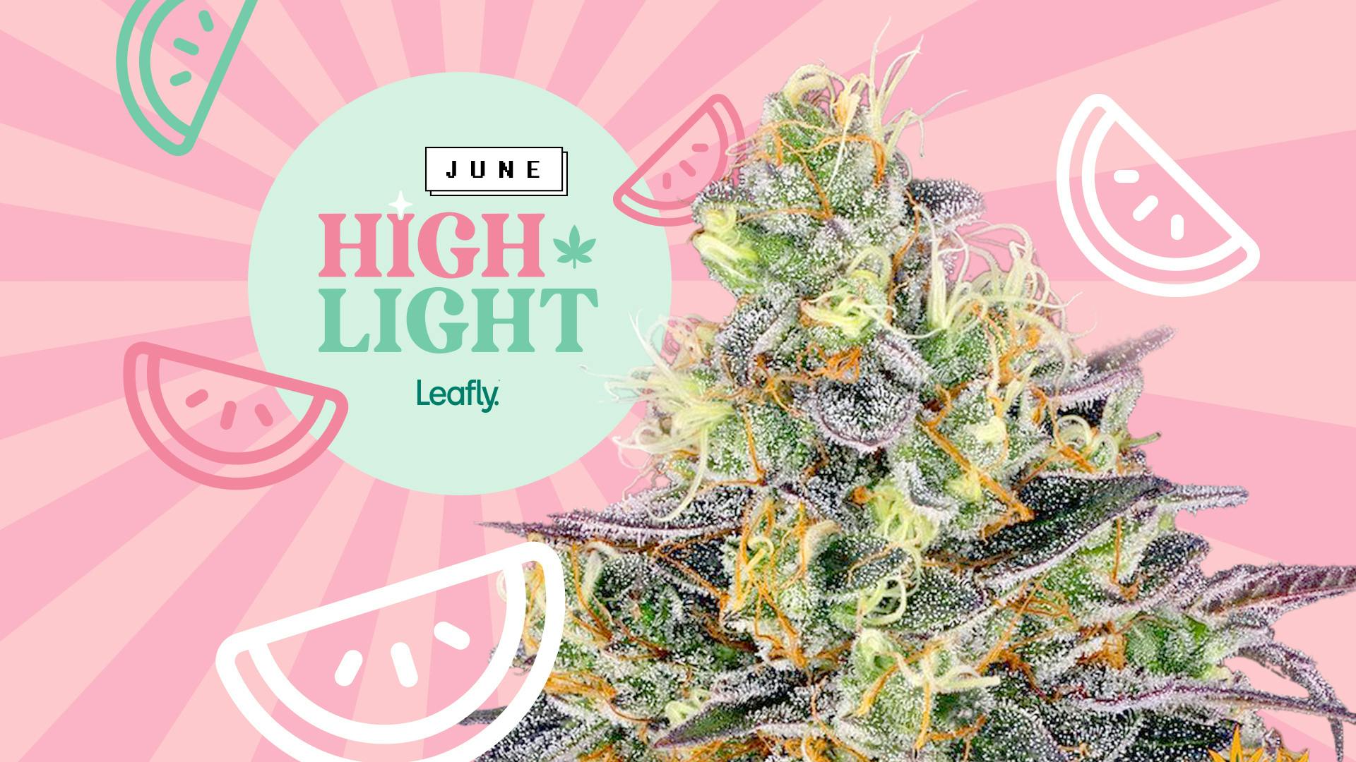 June 2023 Leafly HighLight: Watermelon Zkittlez strain | Leafly
