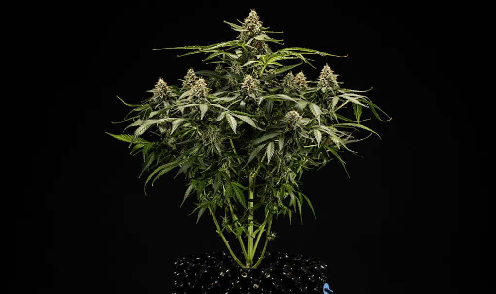 Why you should be growing F1 hybrids from Royal Queen Seeds | Leafly