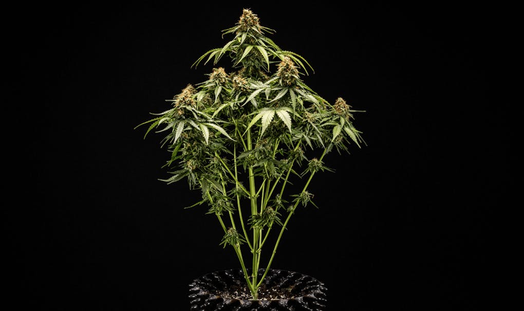 Why you should be growing F1 hybrids from Royal Queen Seeds | Leafly