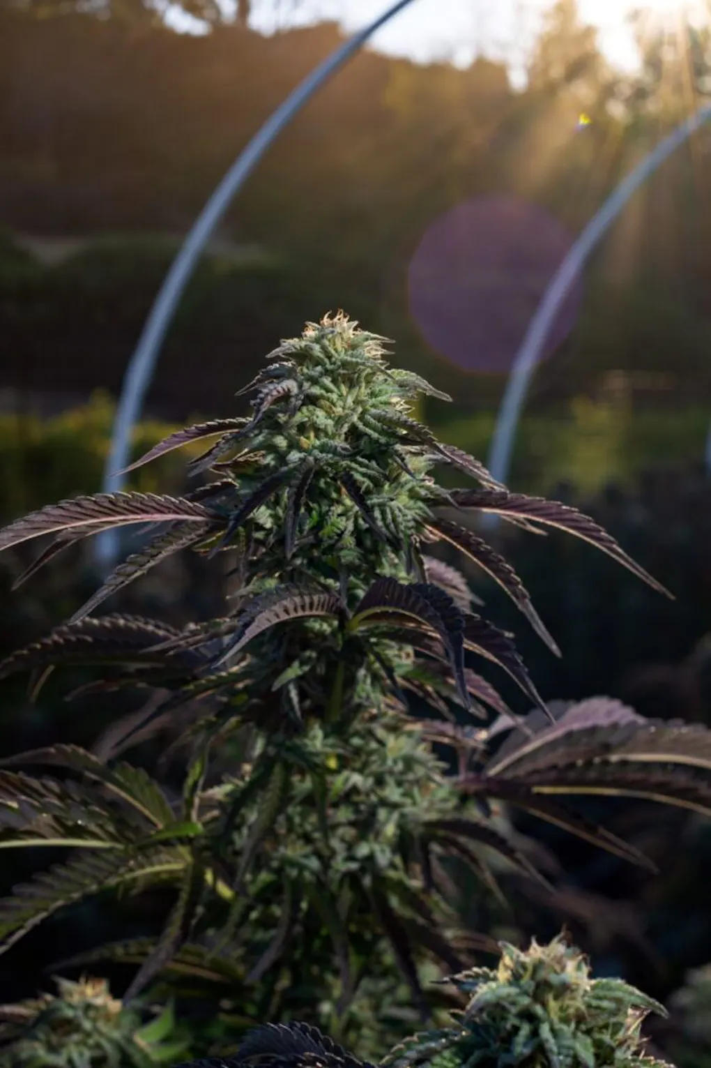 Photo gallery: Top weed strains of the 2023 outdoor harvest | Leafly