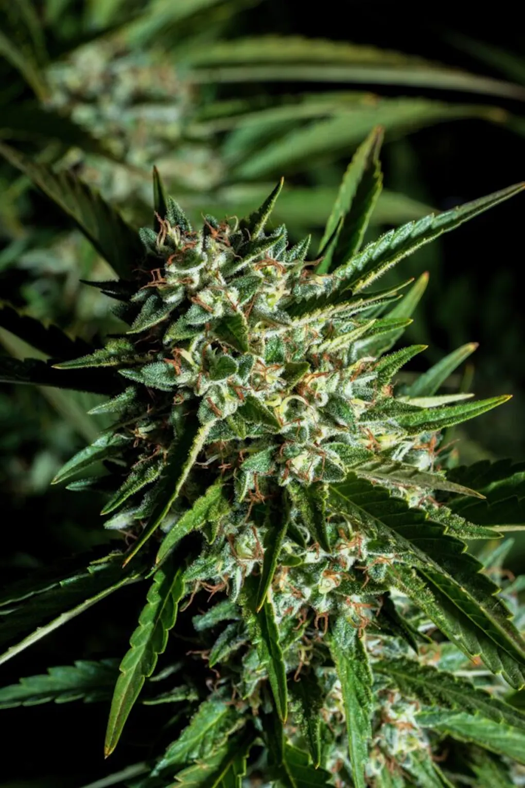 Photo gallery: Top weed strains of the 2023 outdoor harvest | Leafly