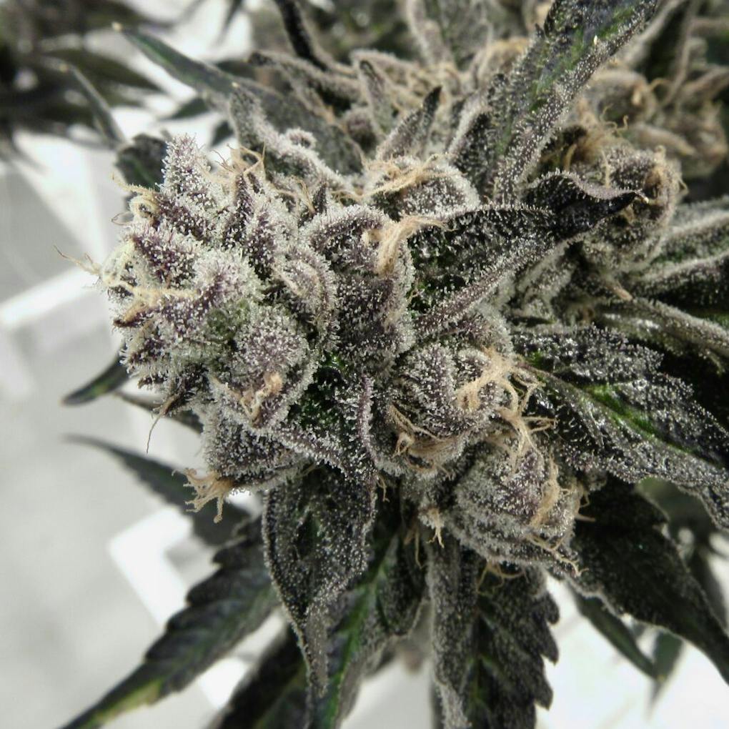 The Permanent Marker strain wins Leafly Strain of the Year 2023 | Leafly