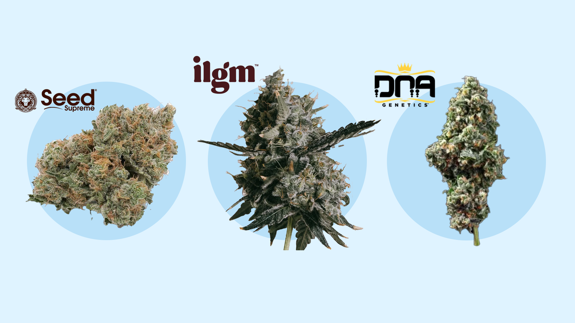 The Best Cannabis Seed Banks 2026 [Tested, Compared, & Explained] | Leafly