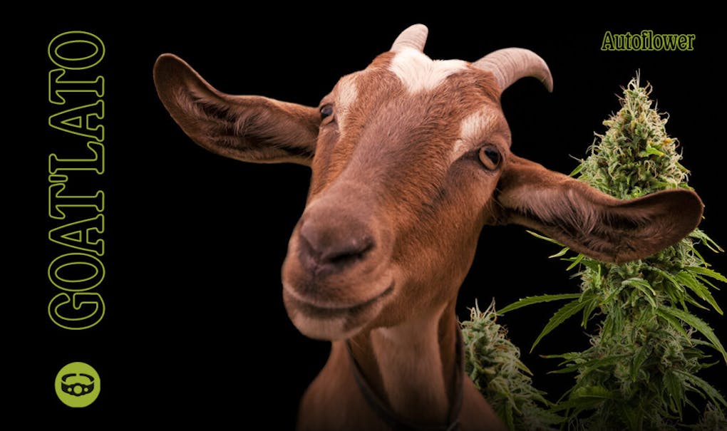 Five unique autoflowers from Royal Queen Seeds ideal for outdoor ...