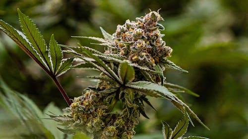 Strain Highlight: Valentine X, the Patron Strain of Epilepsy | Leafly