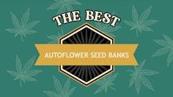 7 best autoflower seed banks of 2025 by Leafly