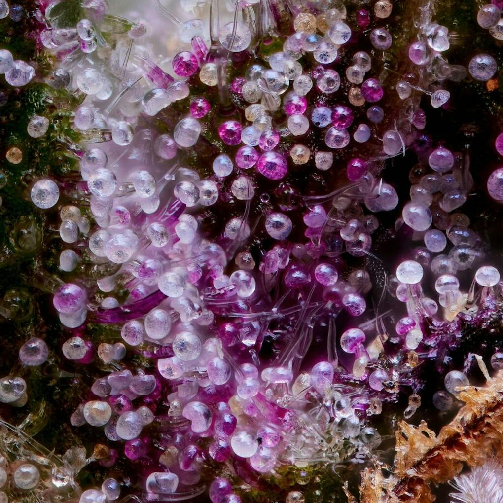 Spark joy with Super Boof—Leafly Strain of the Year 2024 | Leafly