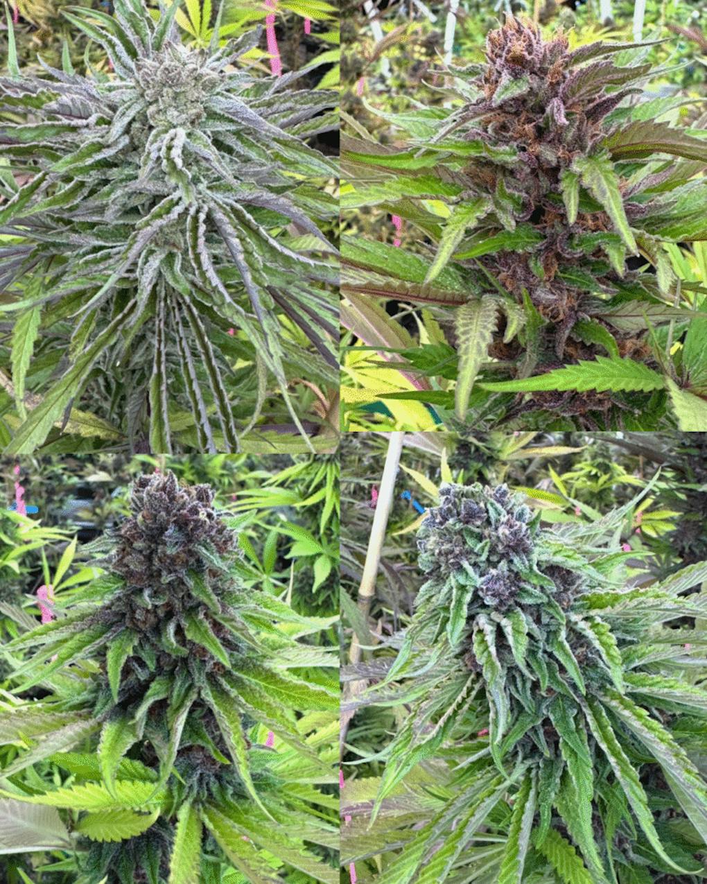 Harvest strains 2025: The genetics shaping the future of cannabis | Leafly