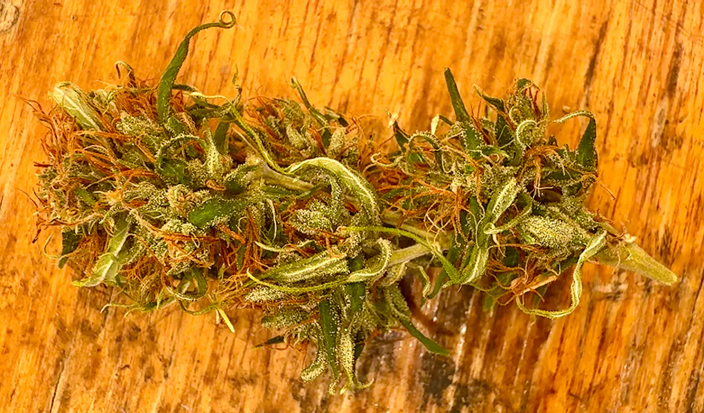 Harvest strains 2025: The genetics shaping the future of cannabis | Leafly