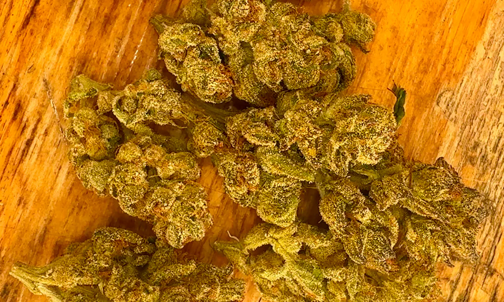 Harvest strains 2025: The genetics shaping the future of cannabis | Leafly