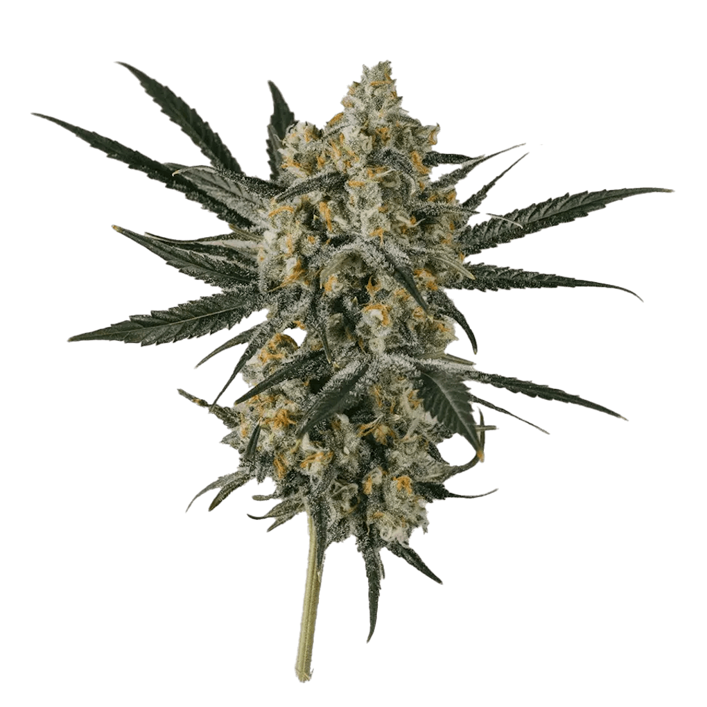 Black Friday weed deals 2025 | Leafly