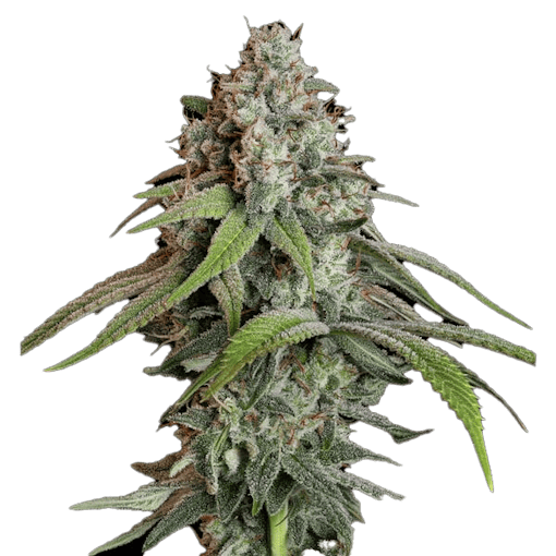 Black Friday weed deals 2025 | Leafly